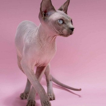 Délice - Chat Sphynx Aude | Chatterie